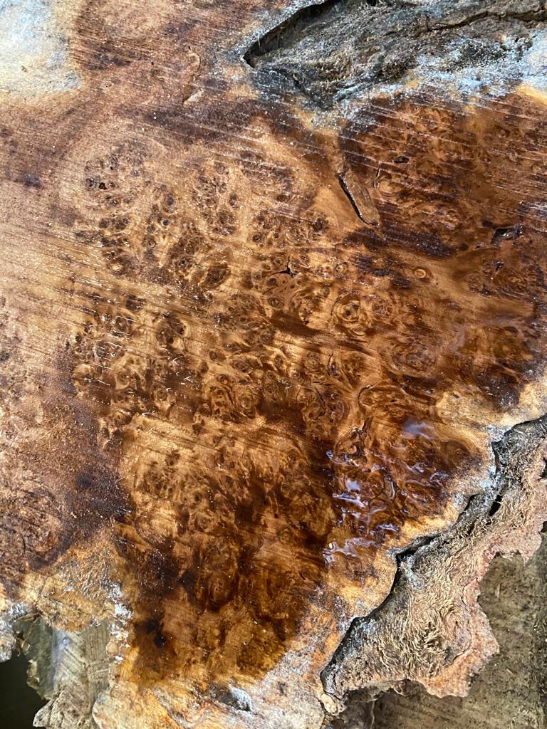 Cotton Wood Burl Slabs # No.8 – California Exotic Hardwoods